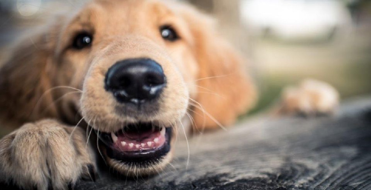 Sådan vælger du den rigtige hunderace