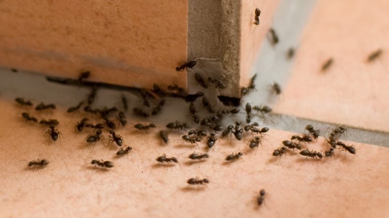 Hvad betyder det, når der dukker myrer op i dit hus?