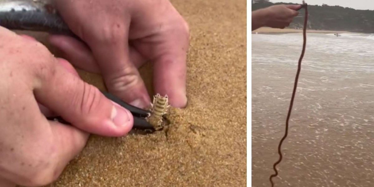 "Tager aldrig på stranden igen": Fisker trækker 'værste mareridt' op ...